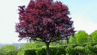 Mirabolano - Tutto sull'orto